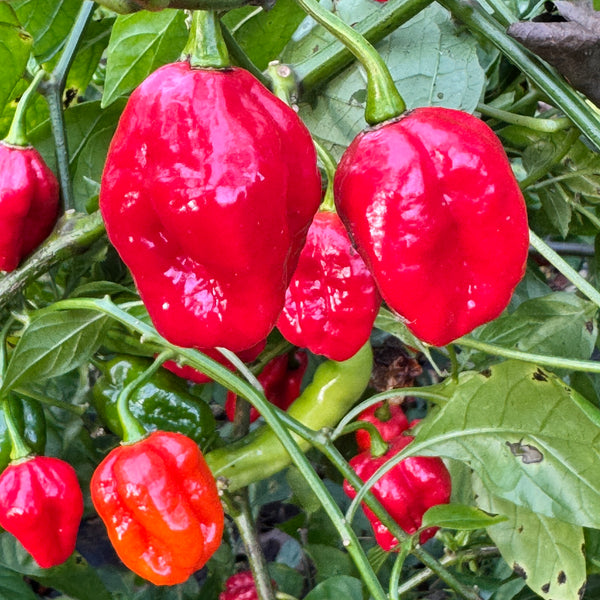 Sweet Moruga