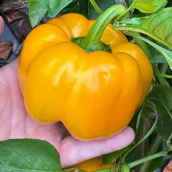 Yellow X-Terminator - Seeds