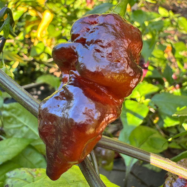 Malibu Chocolate - Seeds