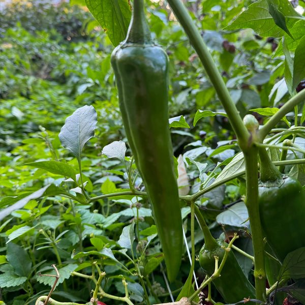 Hatch Green X Hot - Lumbre - Seeds