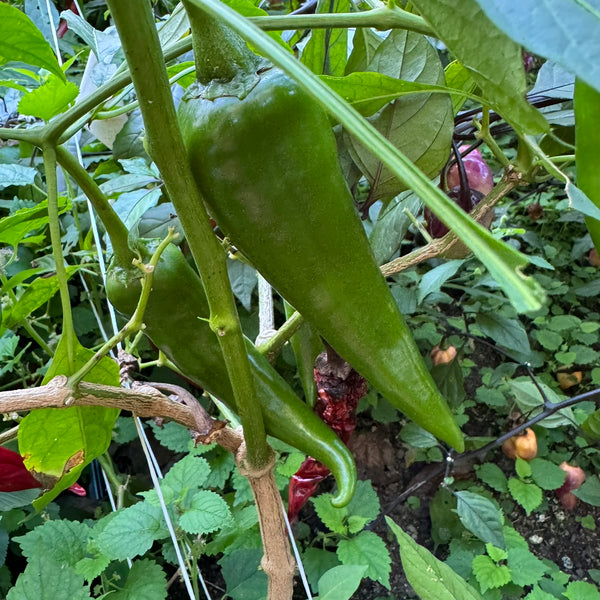 Hatch Green X Hot - Lumbre - Seeds