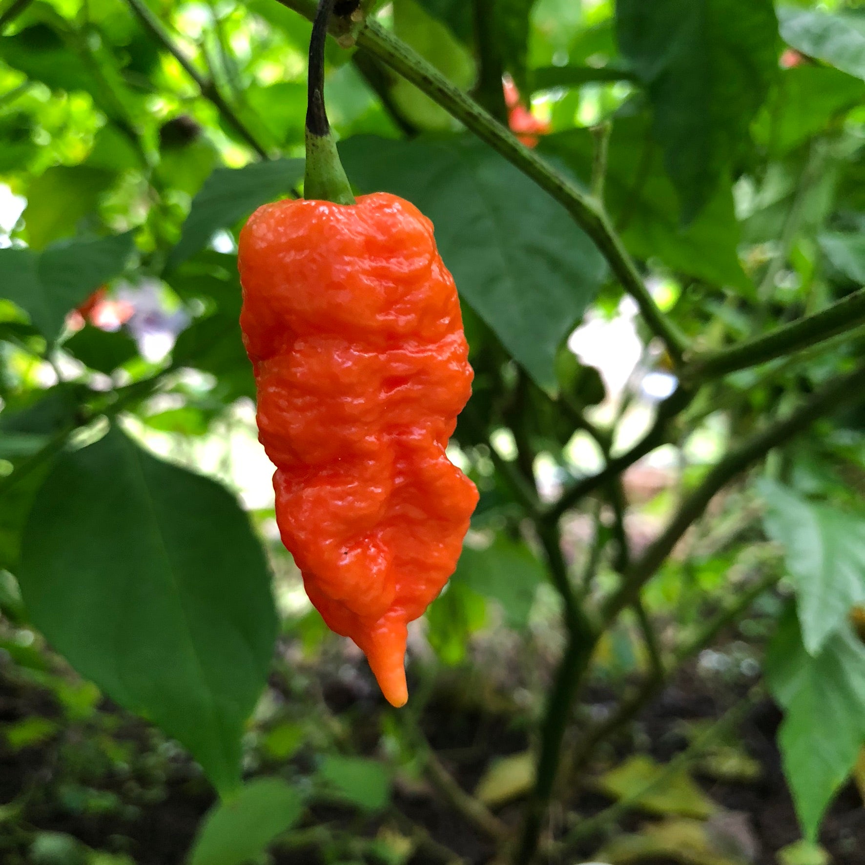 Hot Pepper Death Death Spiral Cultivar Rare Extremely Hot Pepper Stock