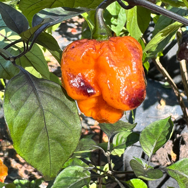 Pockmark Orange - Fresh Seeds from Bohica Pepper Hut
