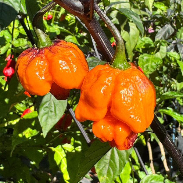 Pockmark Orange - Fresh Seeds from Bohica Pepper Hut