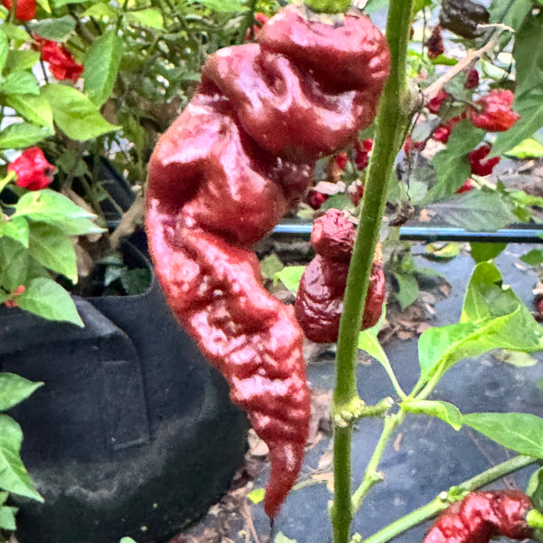 T-Rex Chocolate - Fresh Seeds from Bohica Pepper Hut