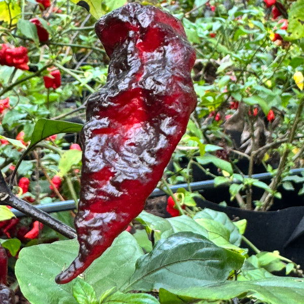 Naga Tiger DD - Seeds