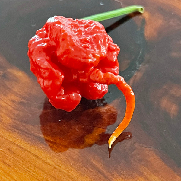 Trinidad 7 Pot Primo - Fresh Seeds from Bohica Pepper Hut