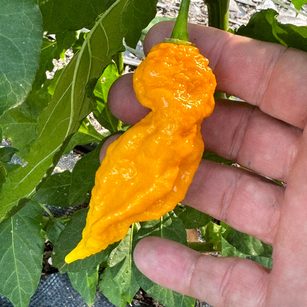Fresh Mixed Bhut Jolokia Ghost Peppers (Red, Brown, Yellow)
