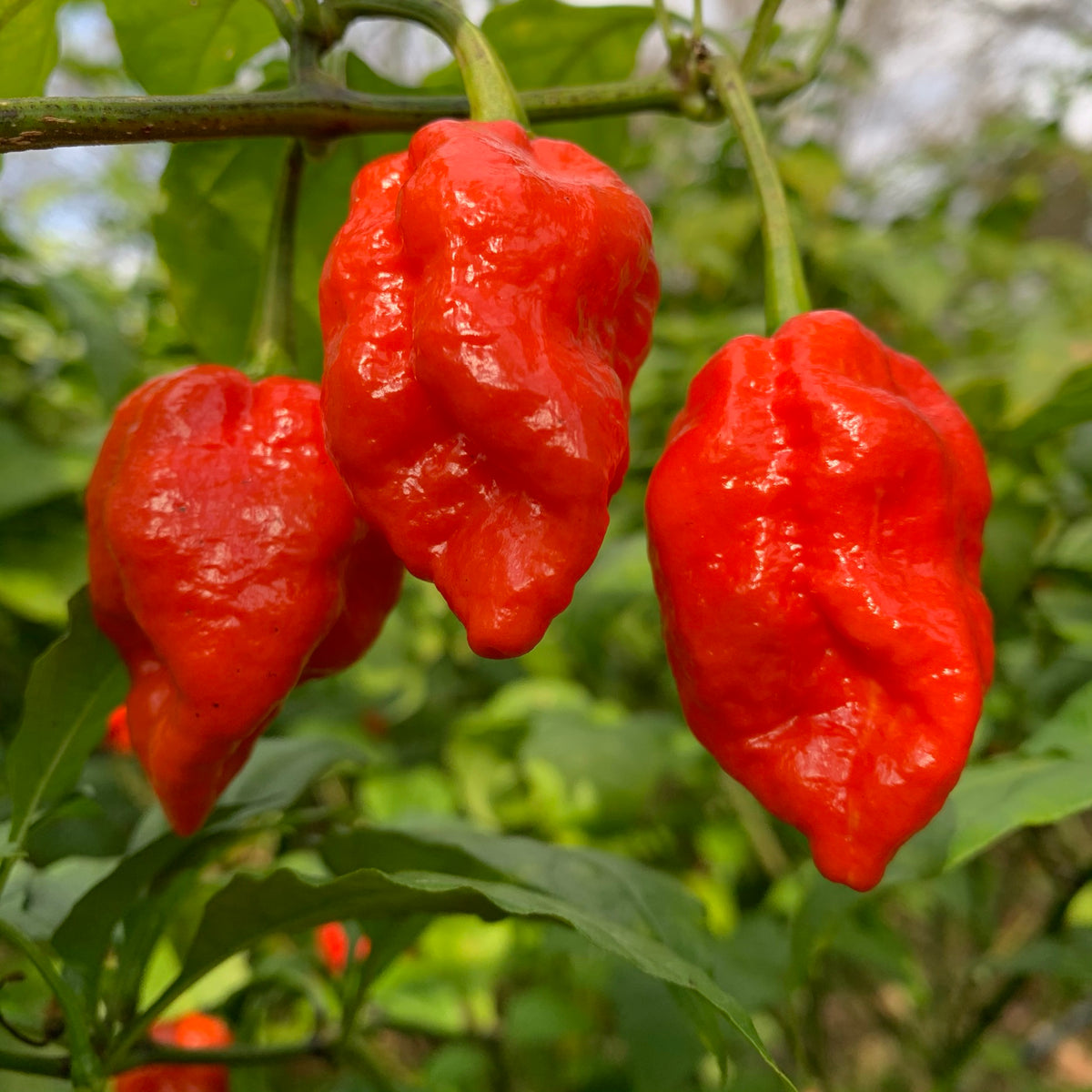 Fatalii Peppers