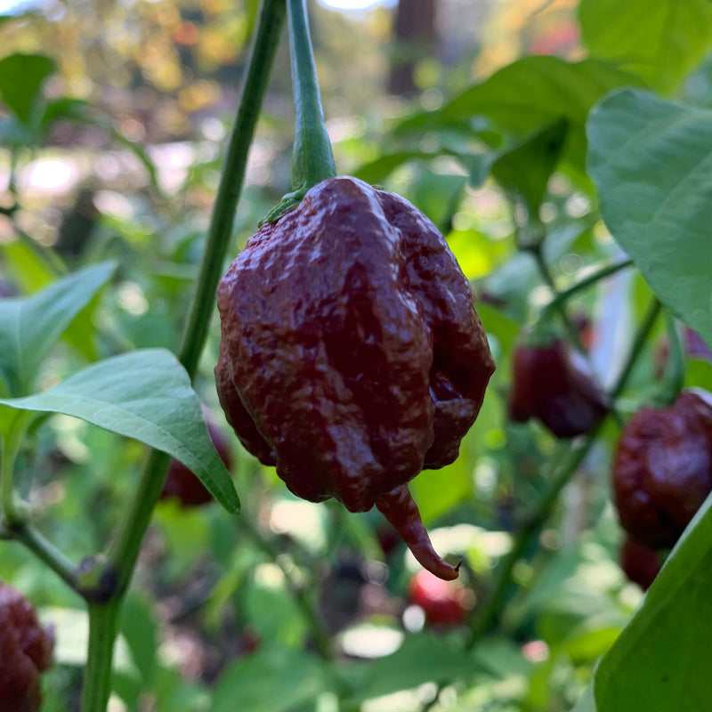 7 Pot Primo Chocolate - Fresh Seeds from Bohica Pepper Hut