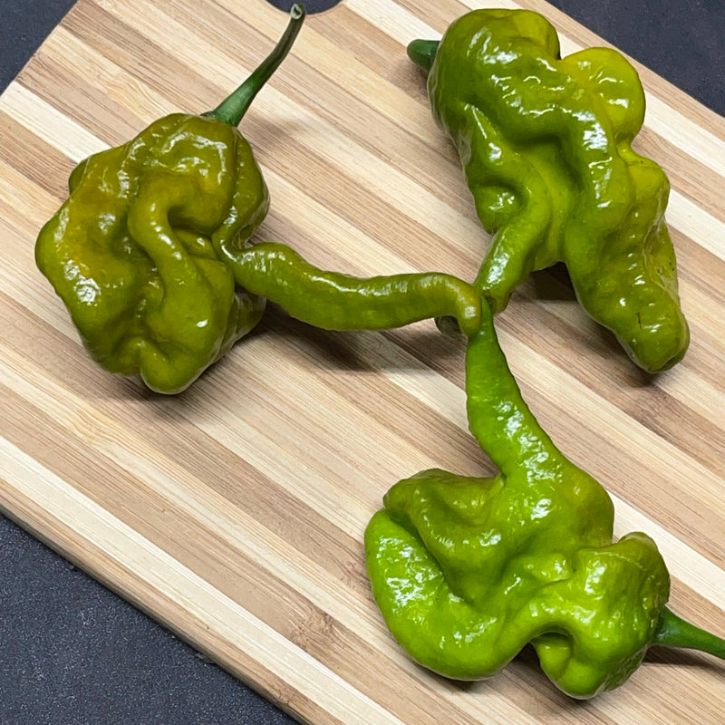 Scorpion Hulk - Seeds - Fresh Seeds from Bohica Pepper Hut