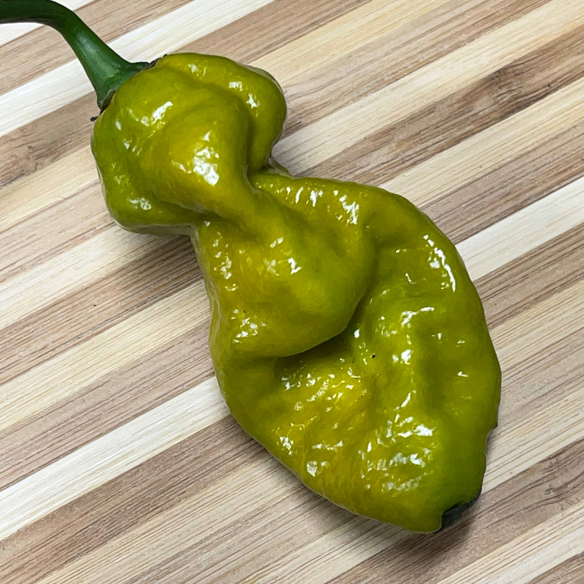 Scorpion Hulk - Seeds - Fresh Seeds from Bohica Pepper Hut