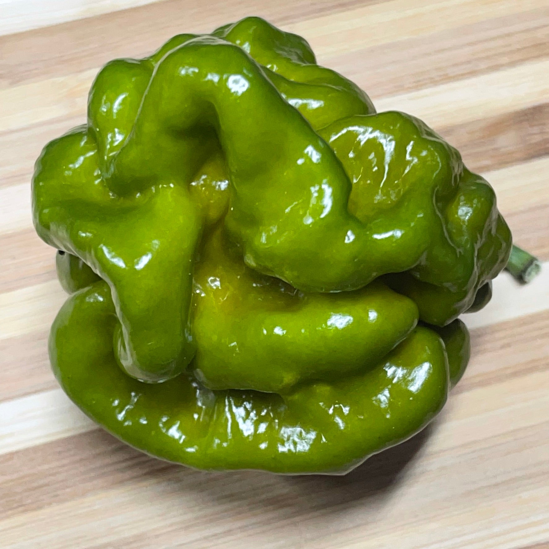 Scorpion Hulk - Seeds - Fresh Seeds from Bohica Pepper Hut