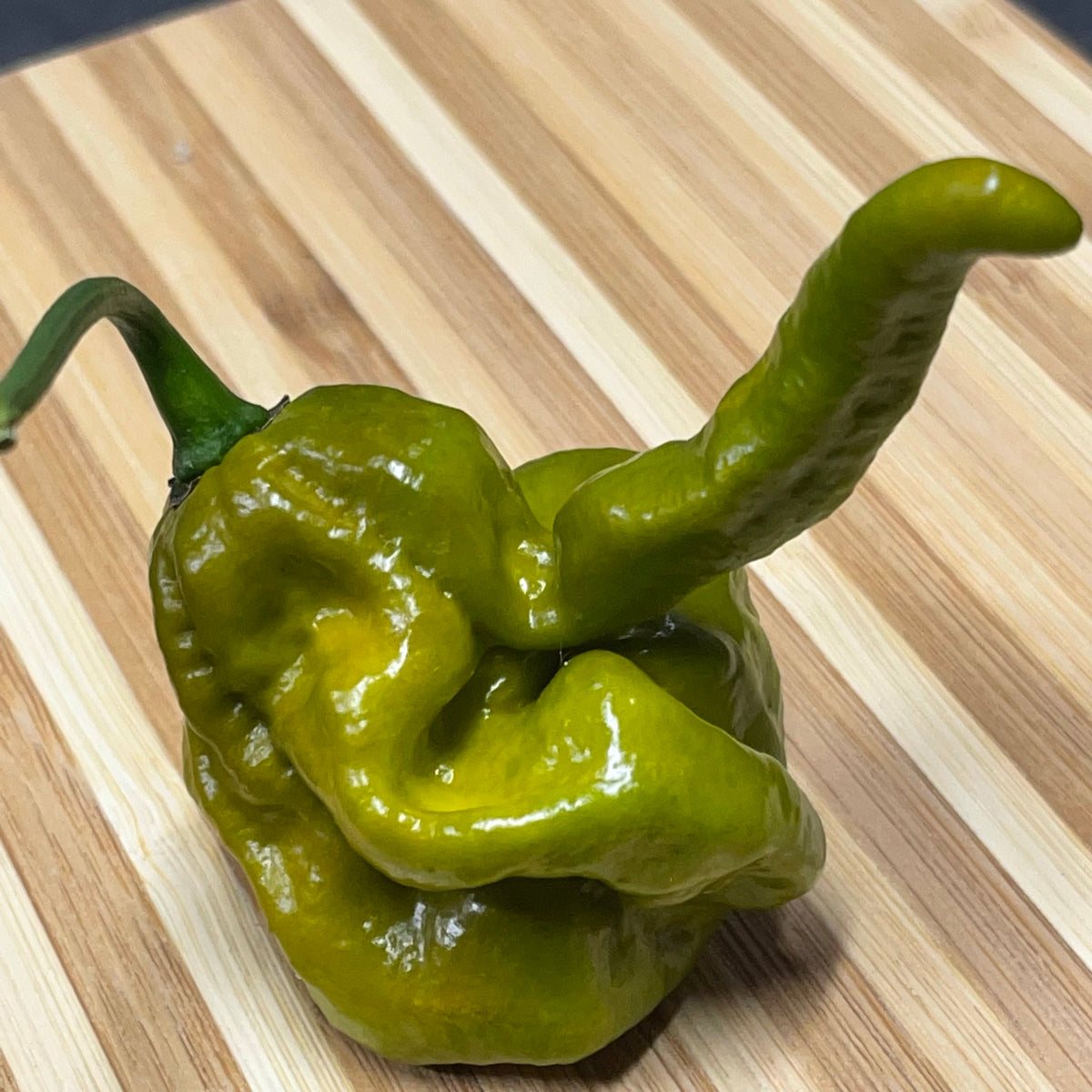 Scorpion Hulk - Seeds - Fresh Seeds from Bohica Pepper Hut