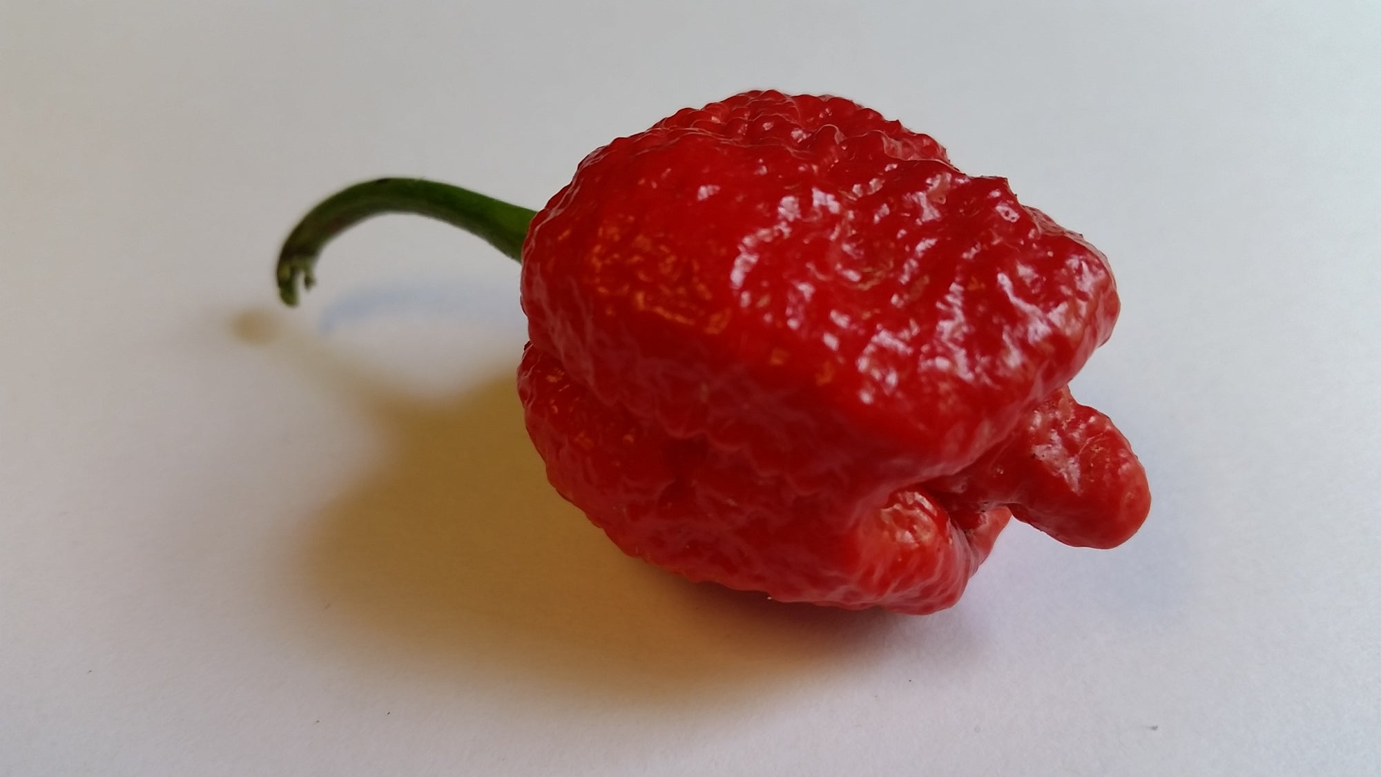 7 Pot Brain Strain - Fresh Seeds from Bohica Pepper Hut