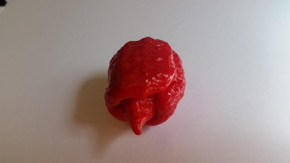 7 Pot Brain Strain - Fresh Seeds from Bohica Pepper Hut