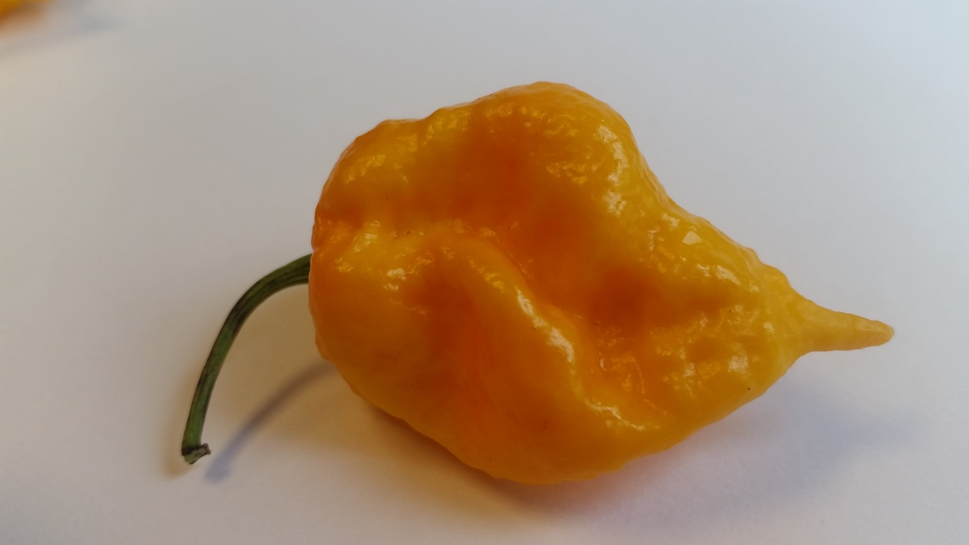 7 Pot Primo Yellow - Fresh Seeds from Bohica Pepper Hut