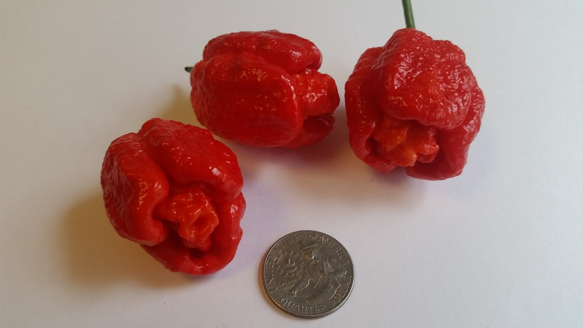 BORG 9 - Fresh Seeds from Bohica Pepper Hut