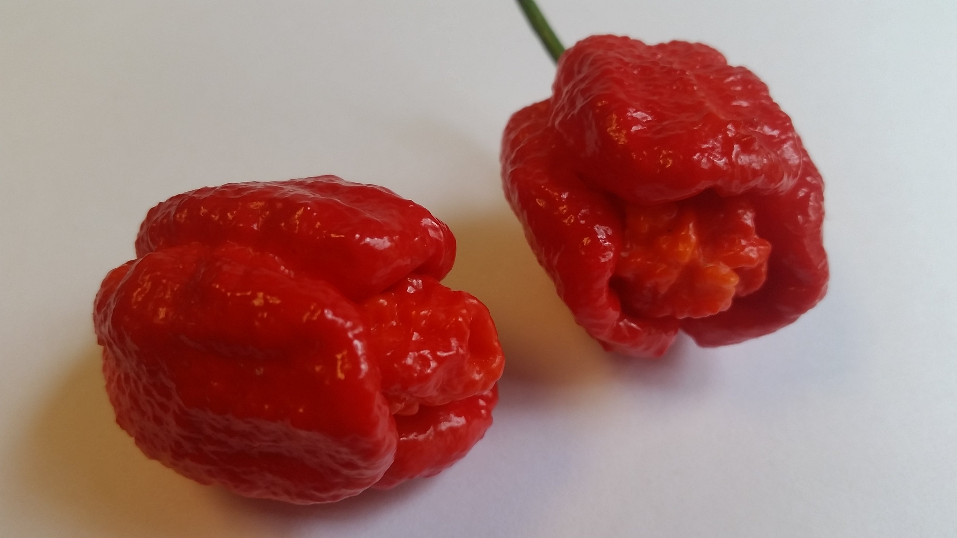 BORG 9 - Fresh Seeds from Bohica Pepper Hut