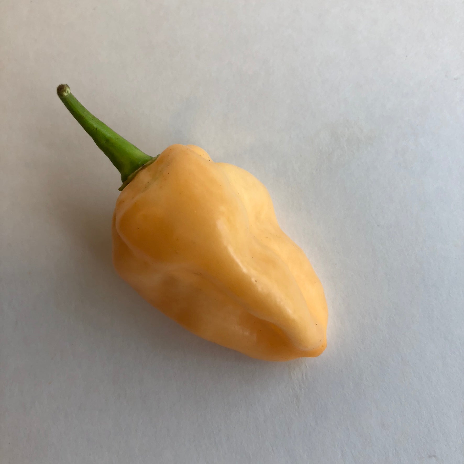 Peach Bhut Jolokia Ghost - Seeds - Fresh Seeds from Bohica Pepper Hut