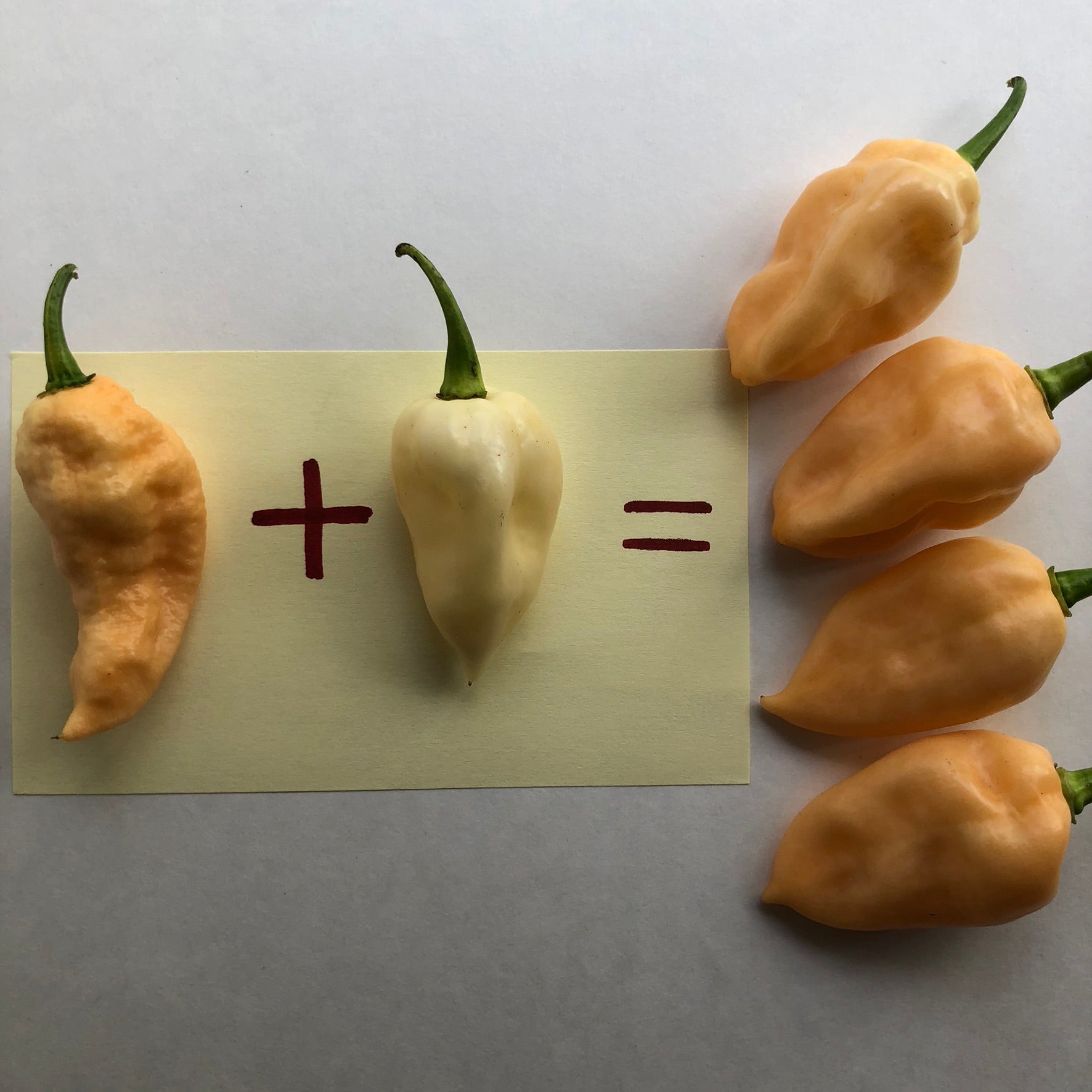 Peach Bhut Jolokia Ghost - Seeds - Fresh Seeds from Bohica Pepper Hut