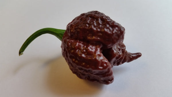 Carolina Reaper Combo Pack - Fresh Seeds from Bohica Pepper Hut