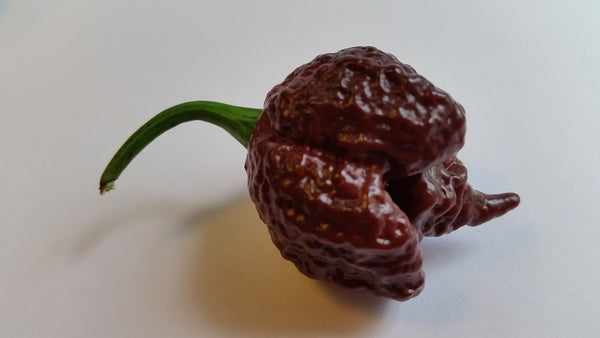 Chocolate Carolina Reapers - Fresh Seeds from Bohica Pepper Hut