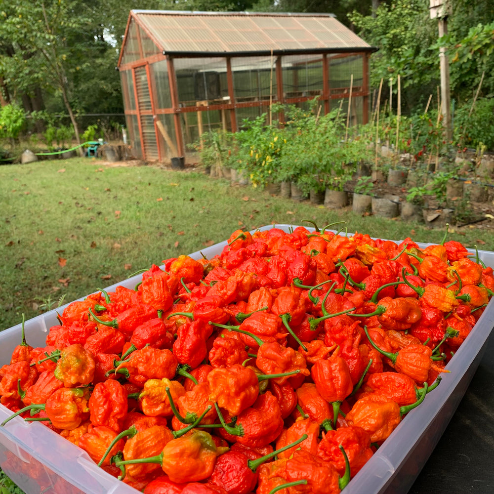 Fresh Super Hot Peppers