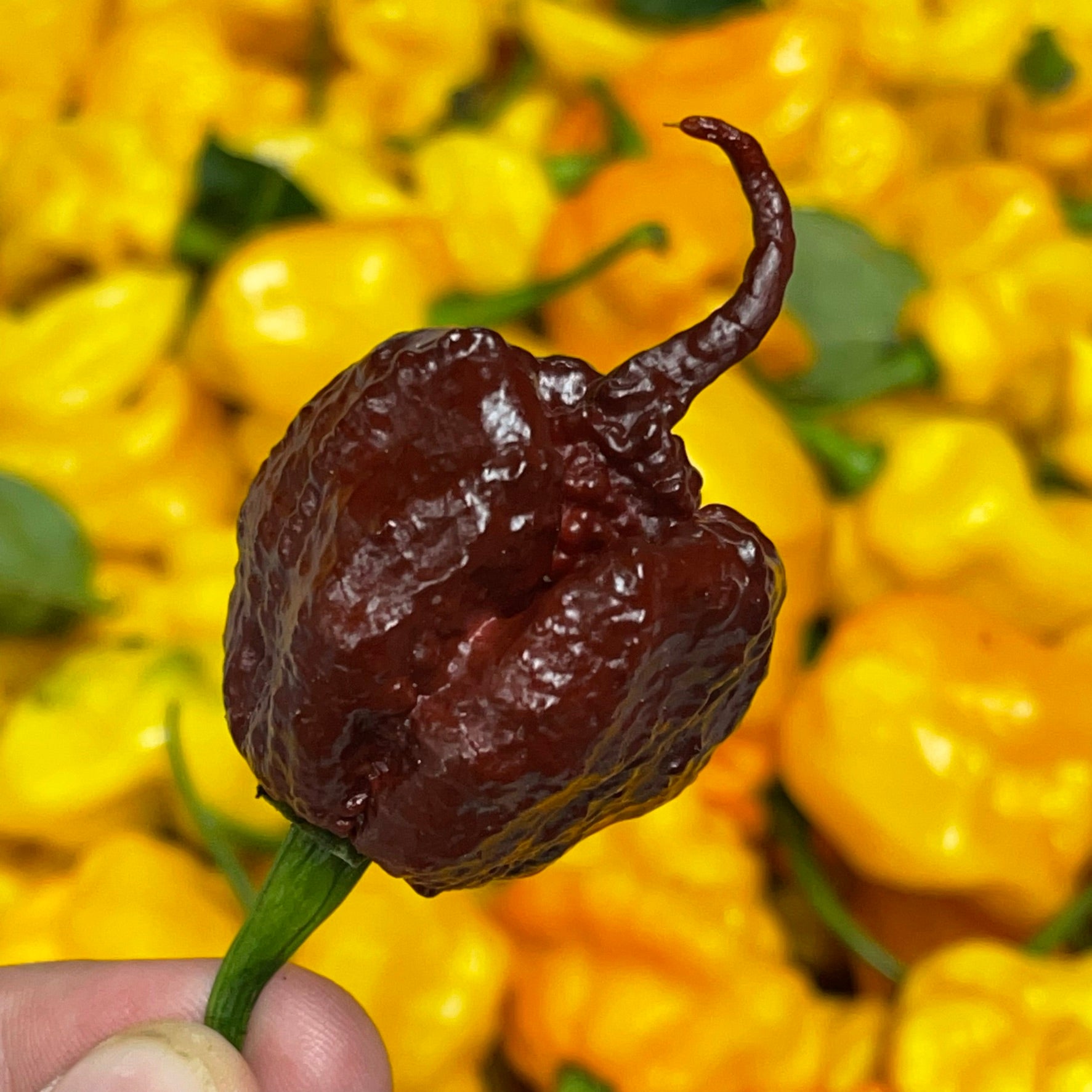 Reaper Mega Combo Pack (5 Types) - Fresh Seeds from Bohica Pepper Hut