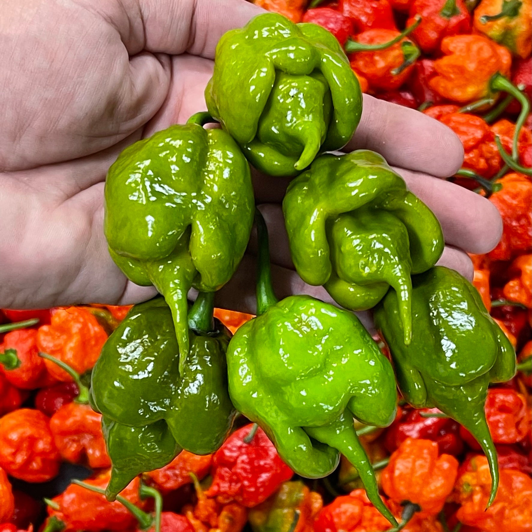 Reaper Mega Combo Pack (5 Types) - Fresh Seeds from Bohica Pepper Hut