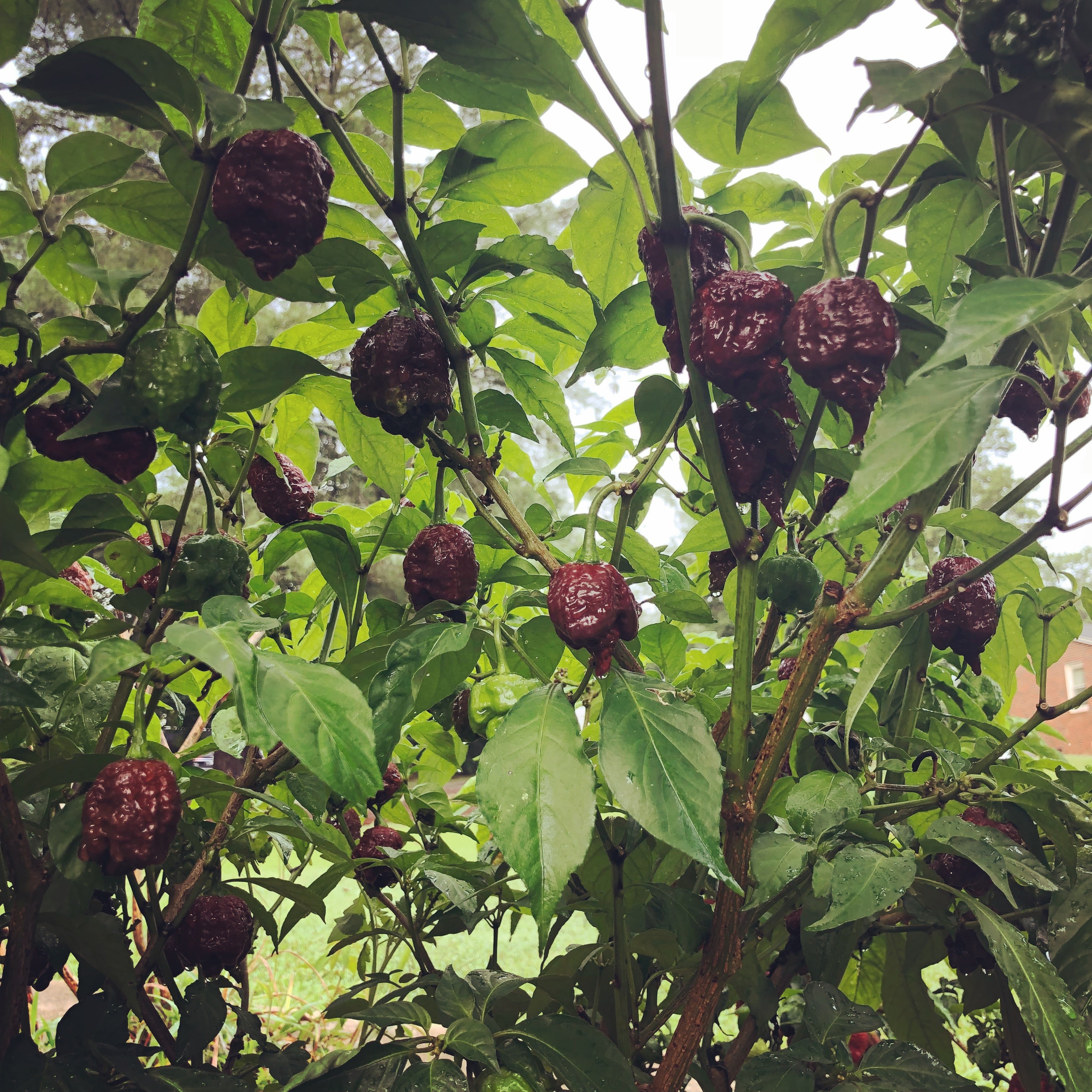 Fresh Mixed Super Hots