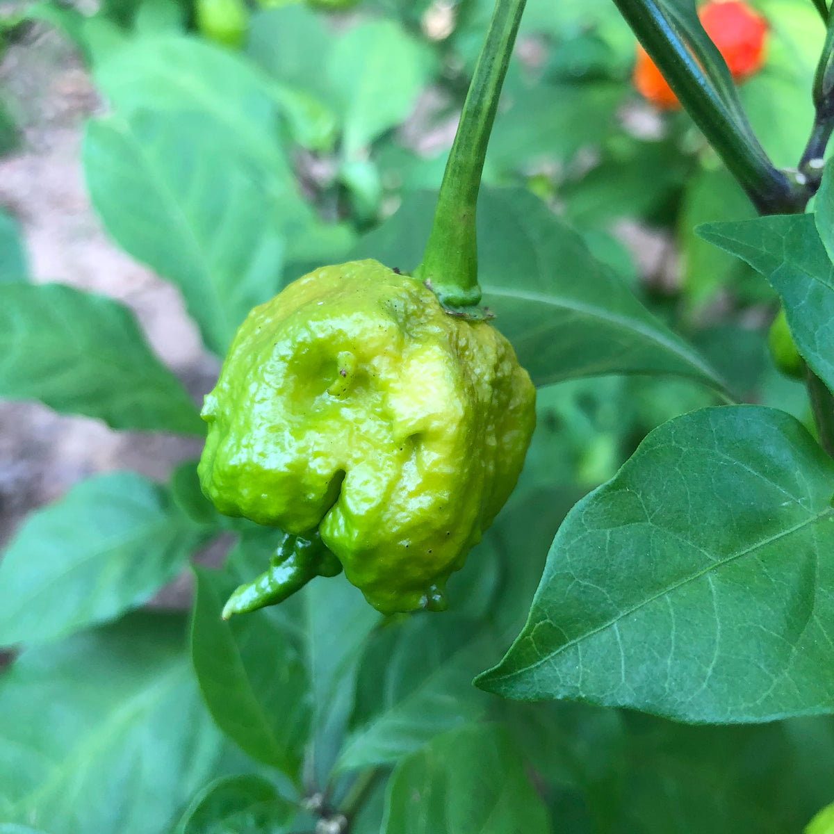 Fresh Carolina Reaper Peppers