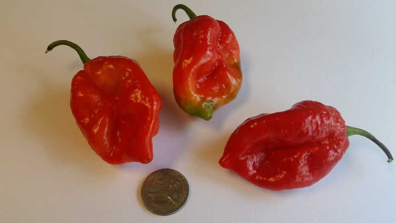 Large Red 7 POD - Fresh Seeds from Bohica Pepper Hut