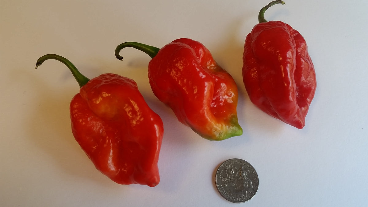 Large Red 7 POD - Fresh Seeds from Bohica Pepper Hut