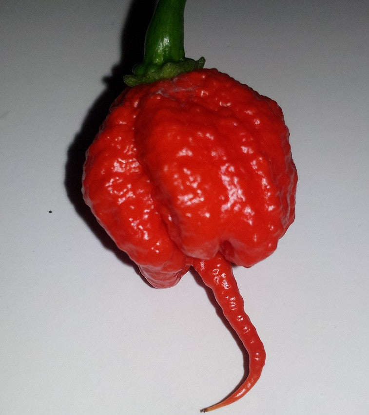 Fresh Carolina Reaper Peppers