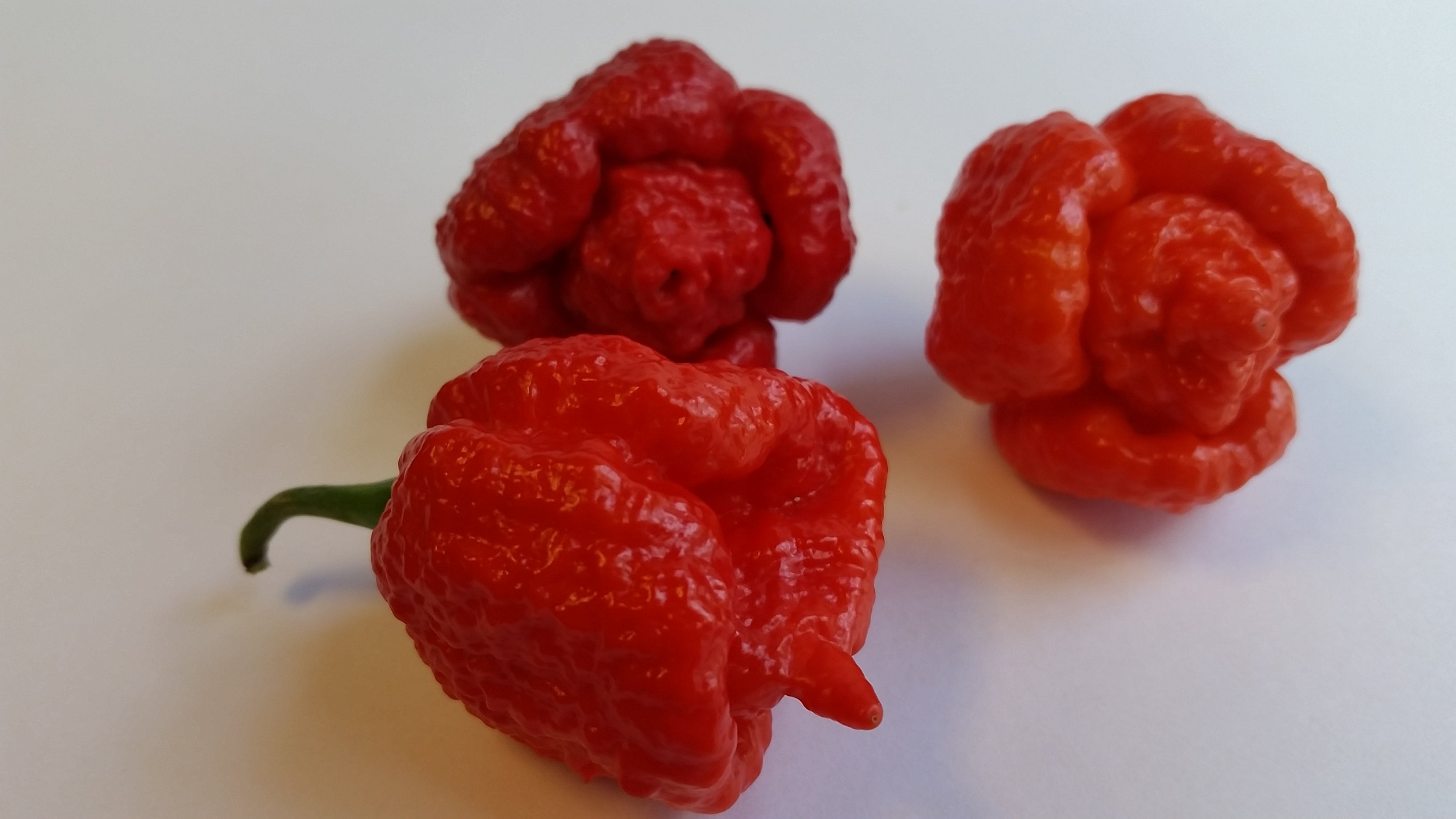Trinidad Moruga Scorpion Red - Fresh Seeds from Bohica Pepper Hut