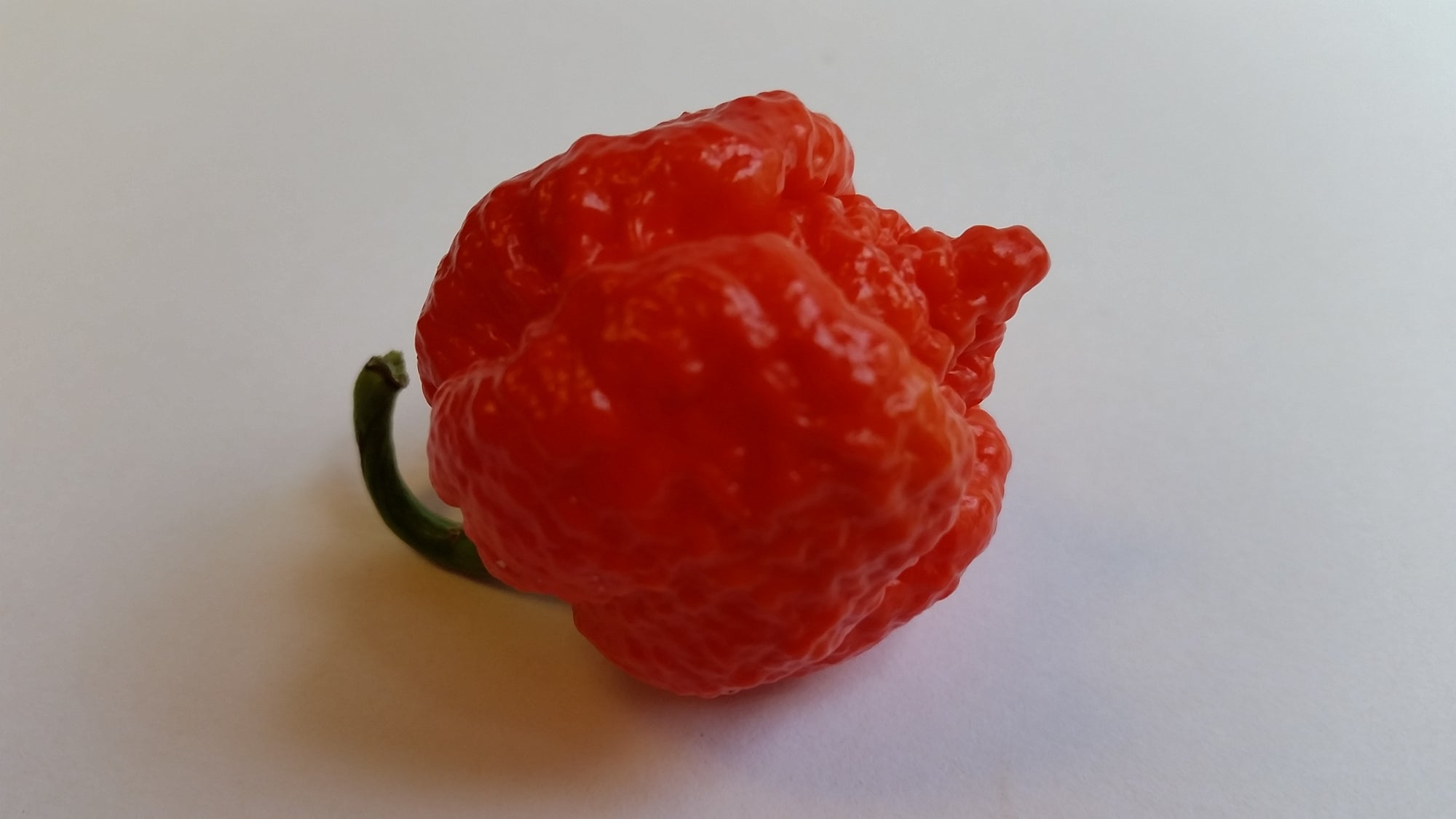 Trinidad Moruga Scorpion Red - Fresh Seeds from Bohica Pepper Hut